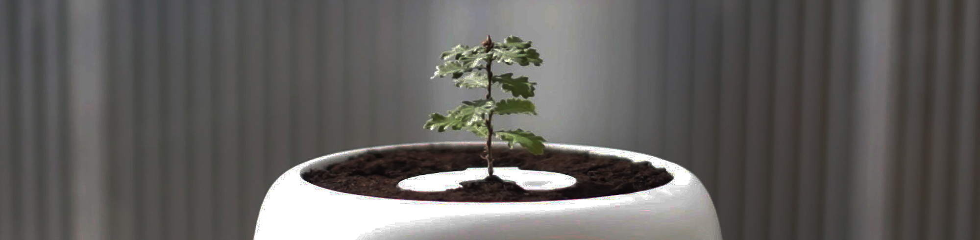 Empresa lança urna-árvore como opção para futuro dos cemitérios - Outra ...